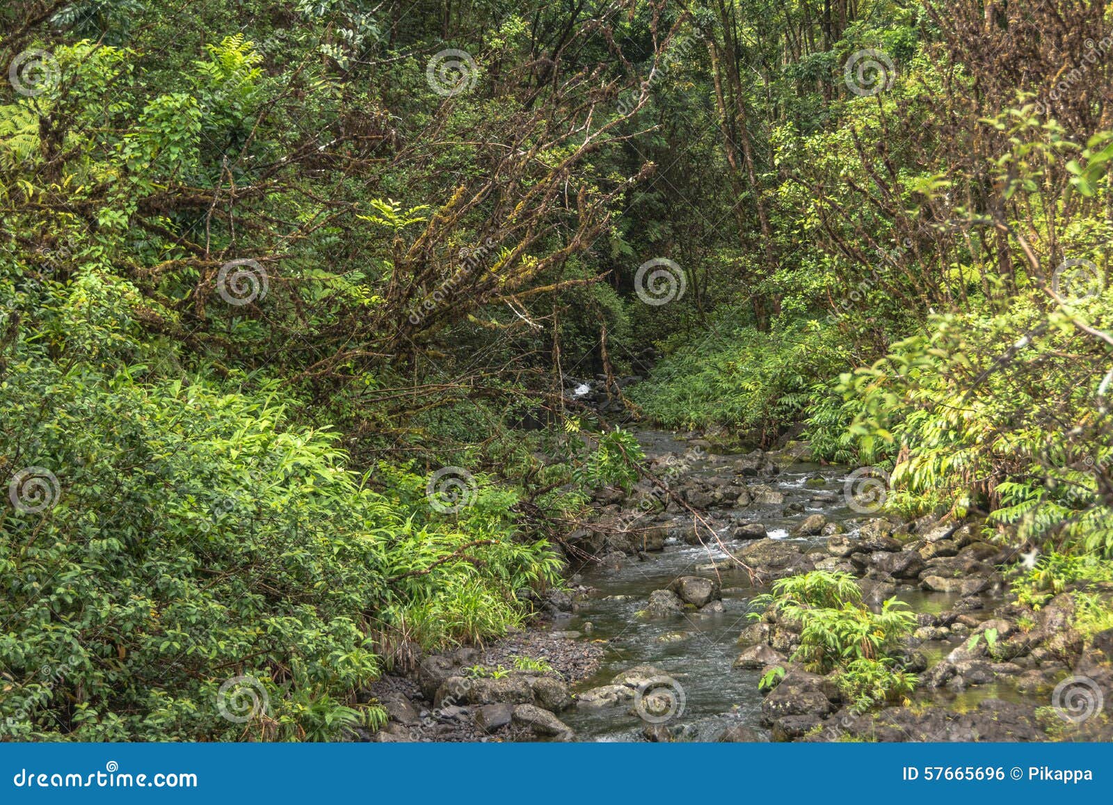 Vegetation in Maui, Hawaii stock photo. Image of creek - 57665696