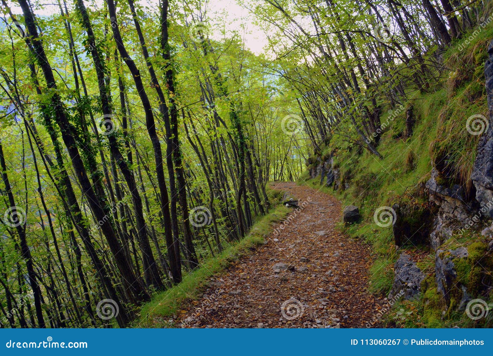 Vegetation, Nature, Woodland, Path Picture. Image: 113060267