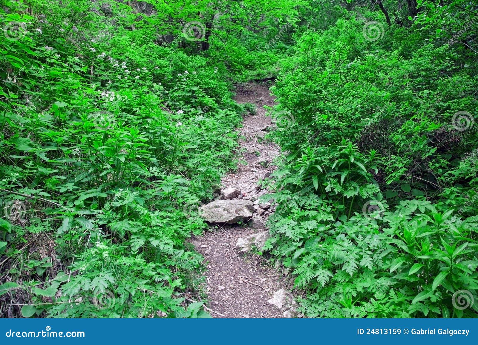 Vegetation path stock image. Image of idaho, path, trees - 24813159