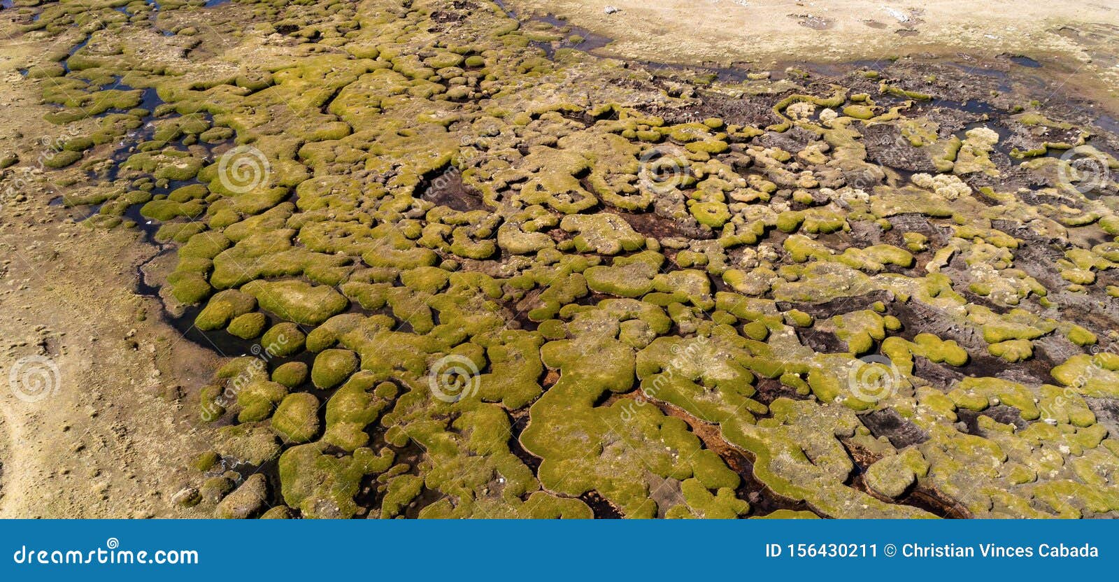 Vegetation in the Peruvian Highlands Stock Image - Image of earth ...