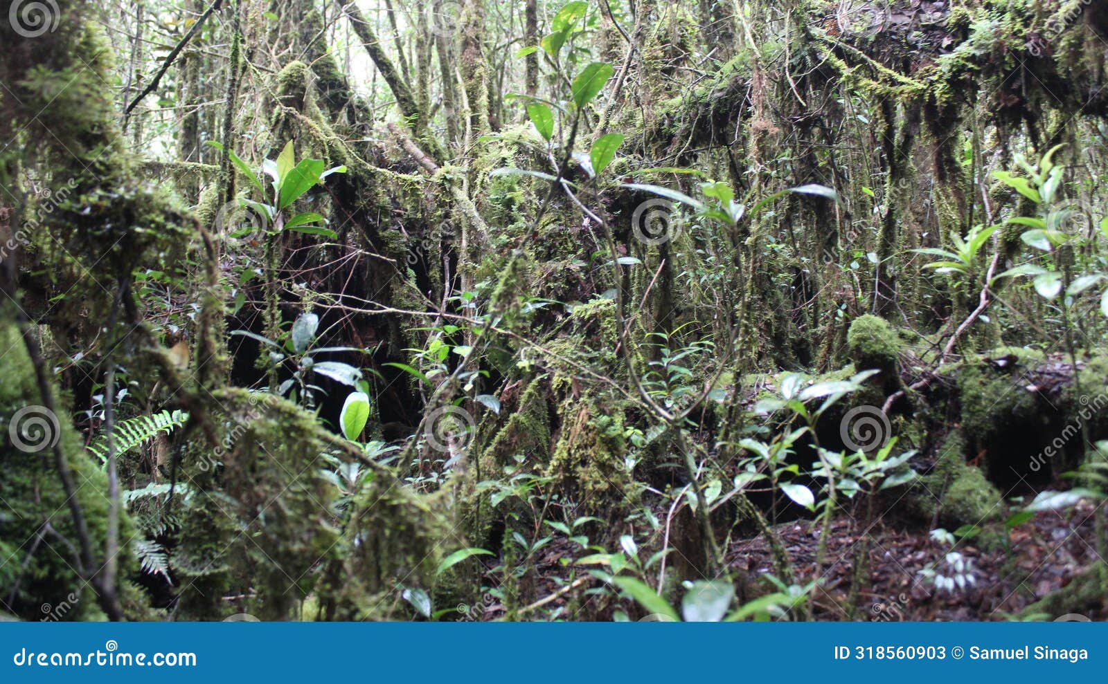 Vegetation in the Rainforest Sumatra Stock Image - Image of wildlife ...