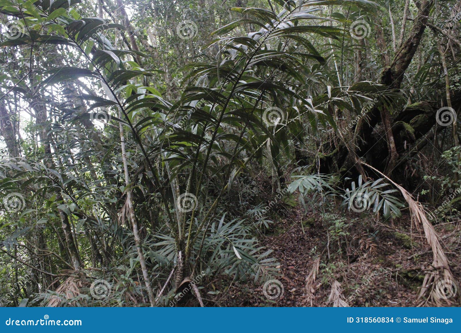 Vegetation in the Rainforest Sumatra Stock Photo - Image of spruce ...