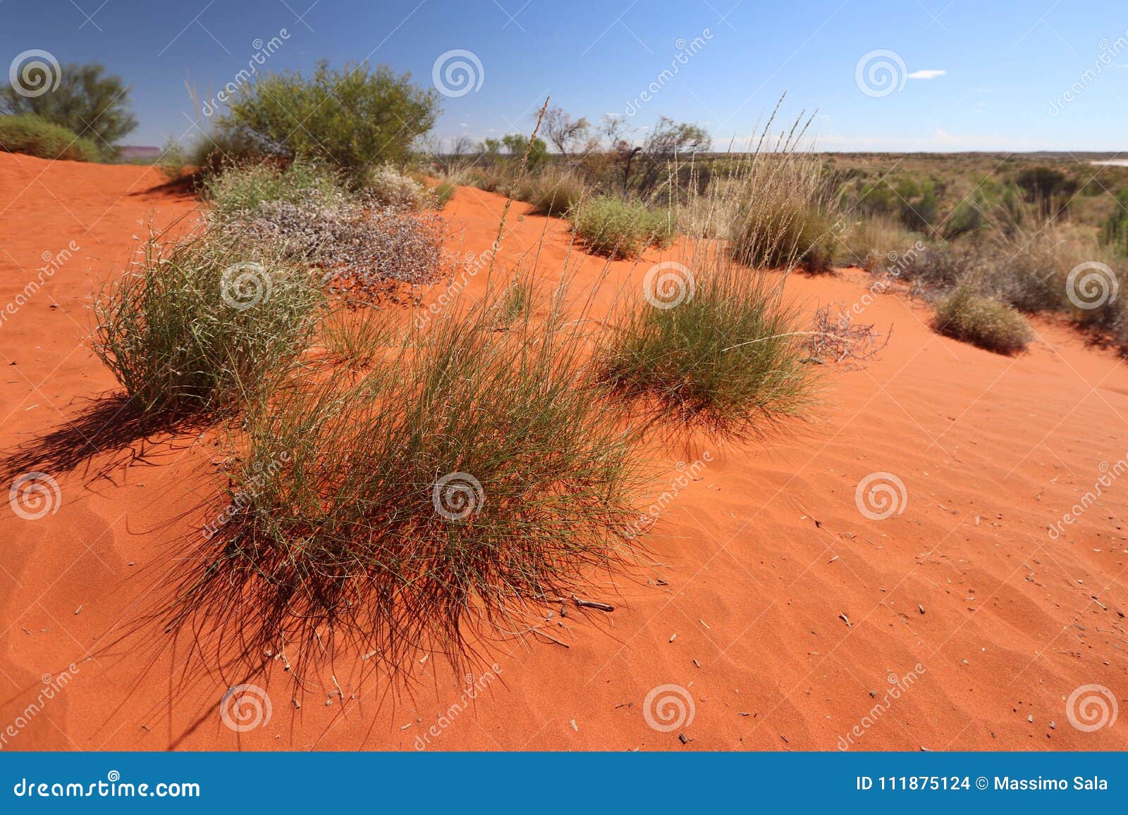 Vegetation in the Red Desert of Australian Outhback Stock Photo - Image ...