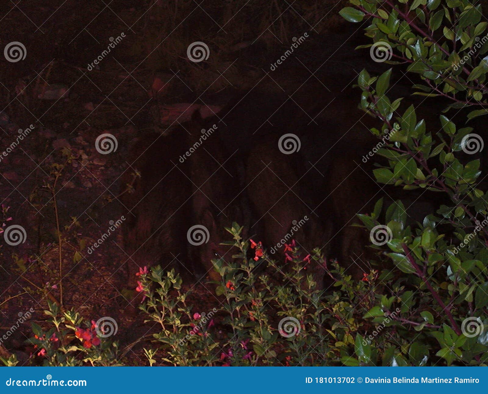 Vegetation and Rocks Night Scene Stock Photo - Image of green, night ...
