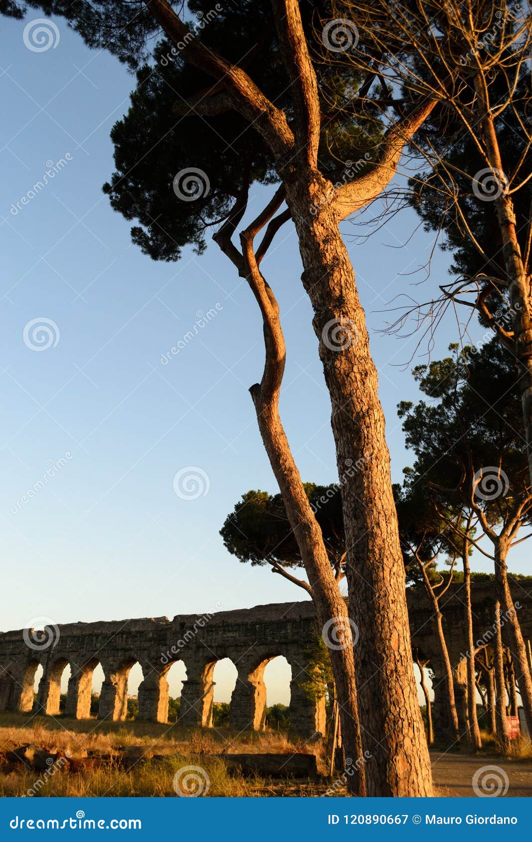 Vegetation In Rome Royalty-Free Stock Photo | CartoonDealer.com #120890667