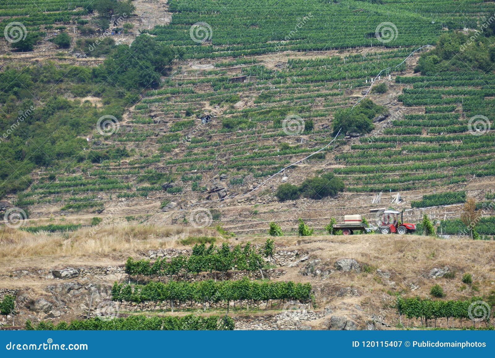 Vegetation, Rural Area, Hill, Hill Station Picture. Image: 120115407