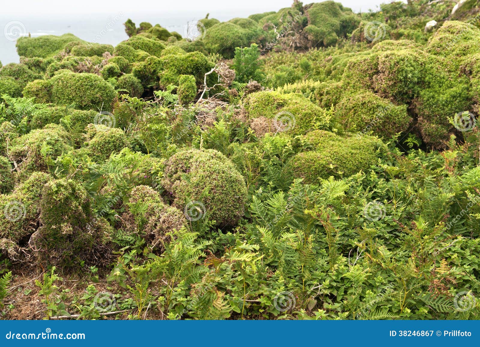 Vegetation at Seven Islands Stock Image - Image of breton, botany: 38246867