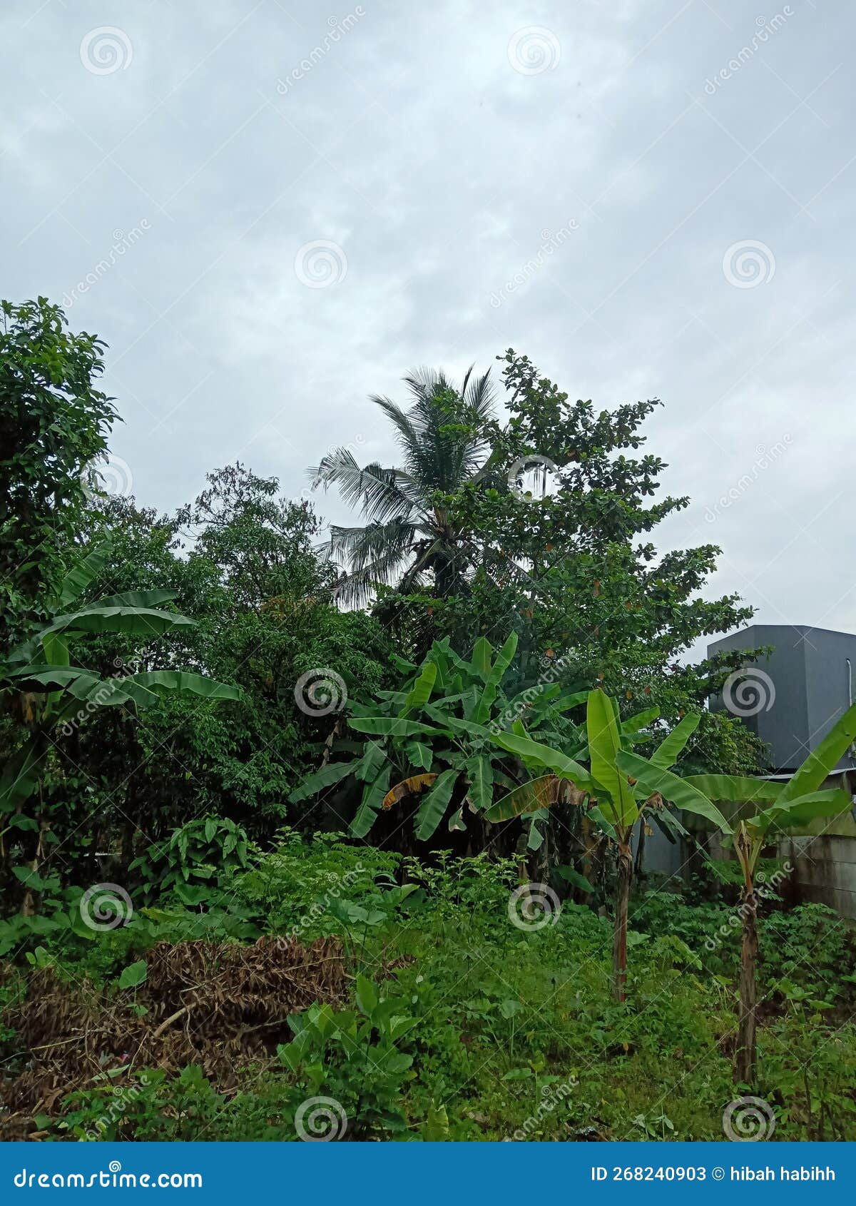 Vegetation in a Shady Place Stock Image - Image of shady, place: 268240903