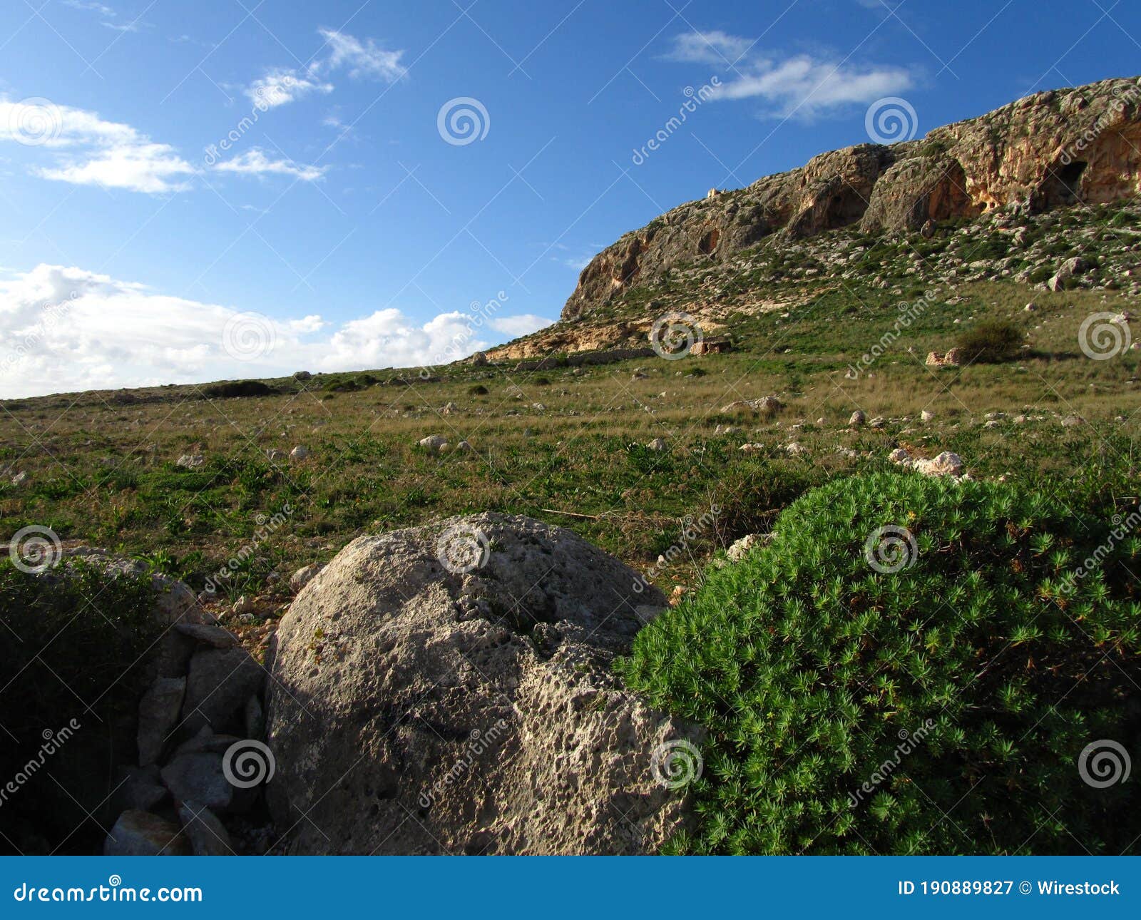 Vegetation and Shrubs Growing on the Coastal Cliffs of the Maltese ...