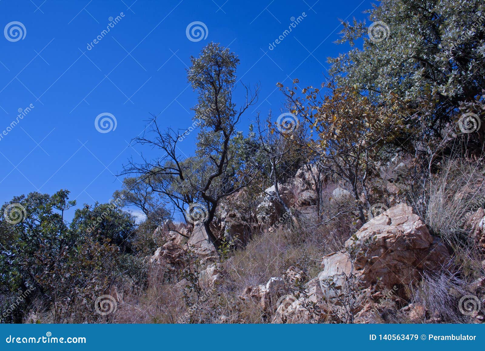 VEGETATION on the SIDE of a HILL Stock Image - Image of foliage, blue ...