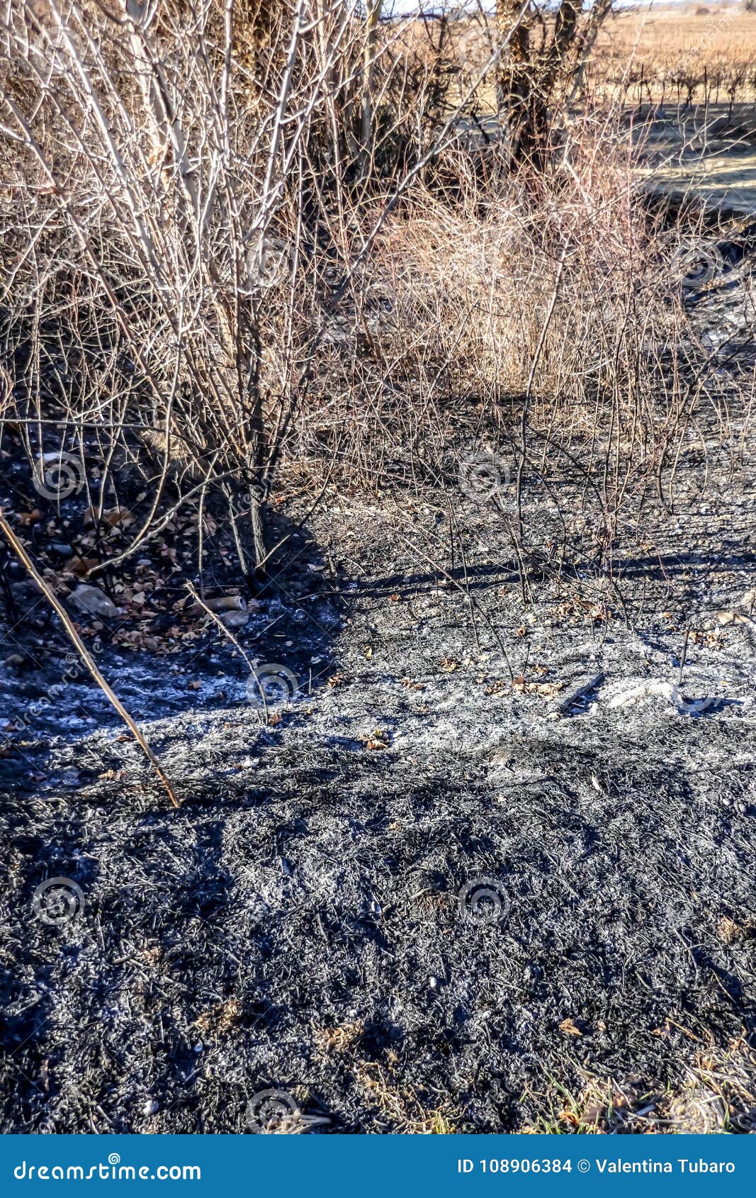 Vegetation and Soil Burned after a Fire Stock Photo - Image of damage ...