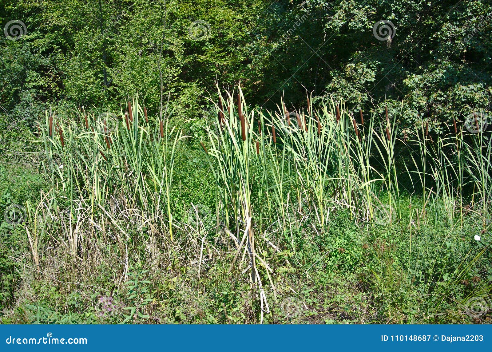 Vegetation in spring stock image. Image of plants, area - 110148687