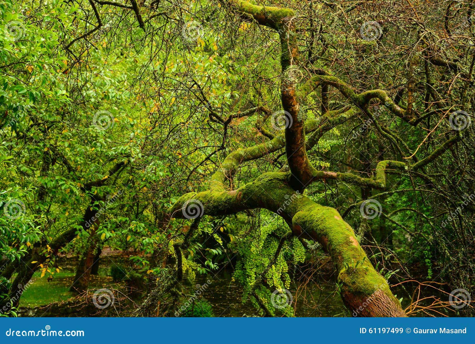 Vegetation in spring stock image. Image of color, falling - 61197499
