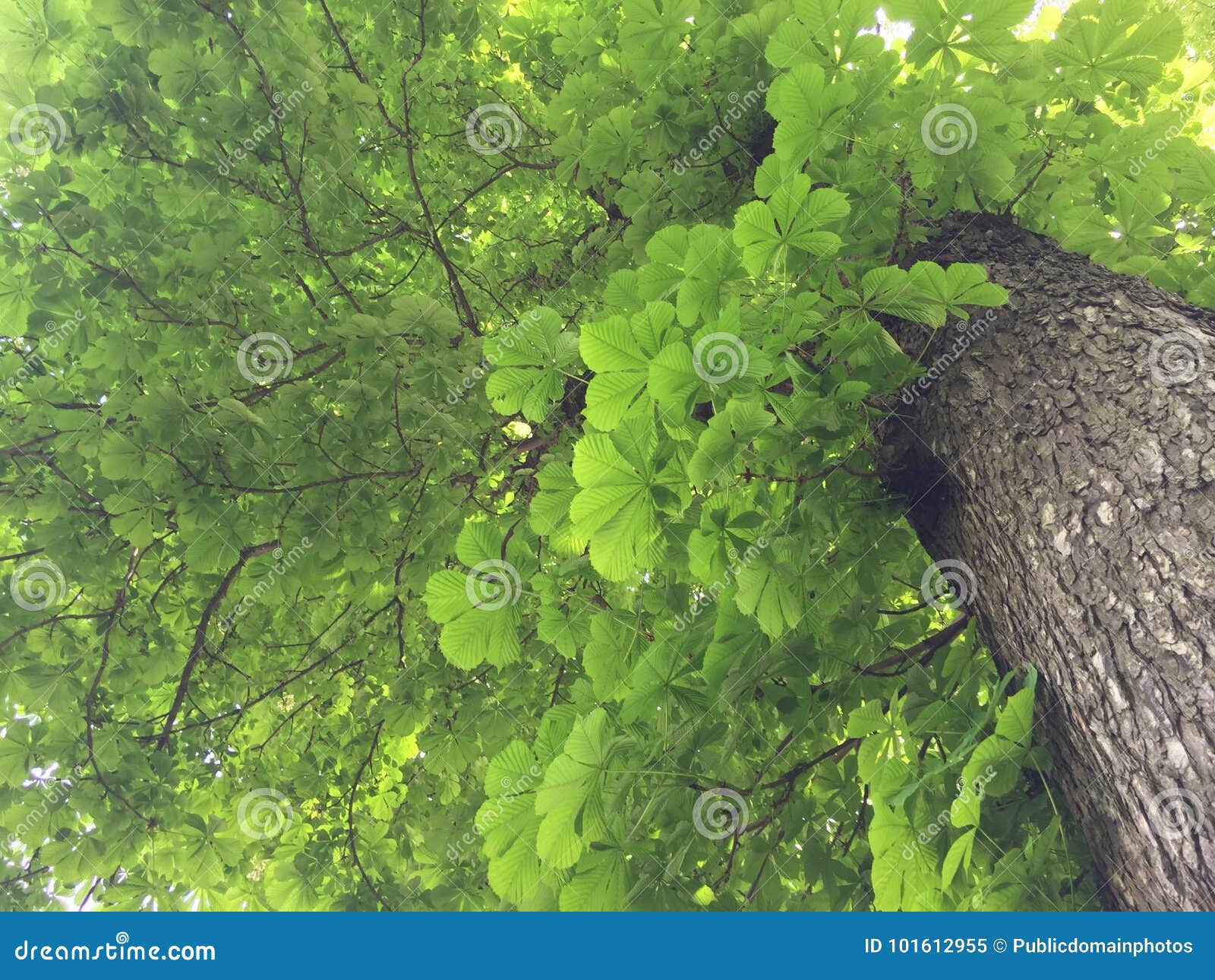 Vegetation, Tree, Ecosystem, Nature Reserve Picture. Image: 101612955