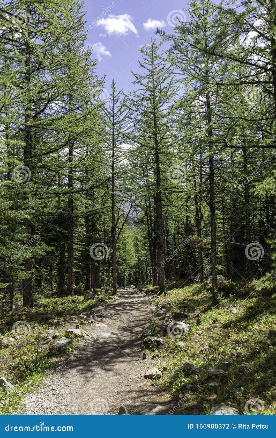 A Forest in Banff National Park Stock Photo - Image of national, green ...