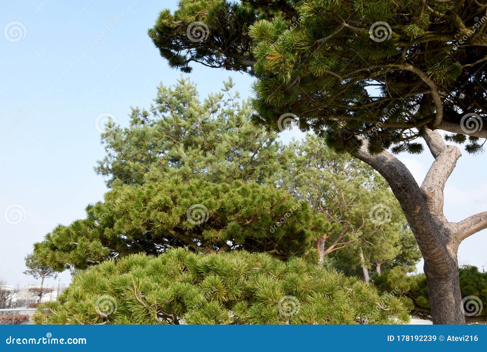 Vegetation Trees On Several Levels Stock Image Image Of Lawn Grass 178192239