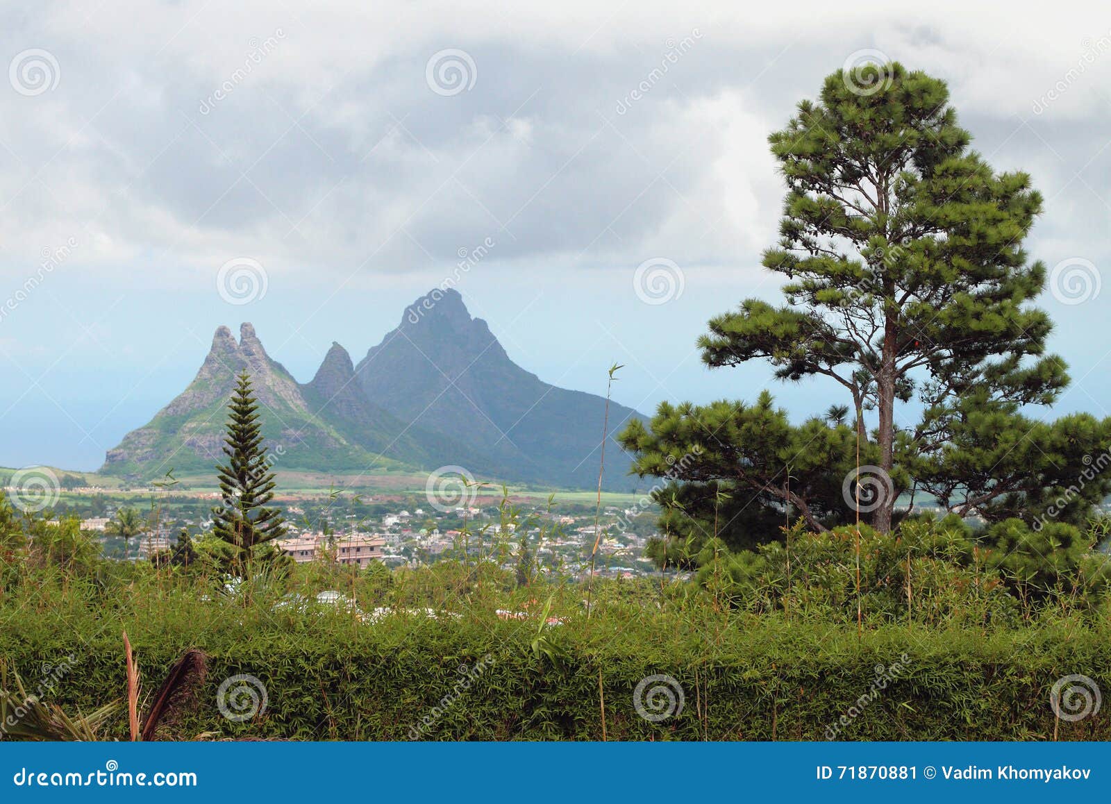 Vegetation in Tropics. Curepipe, Mauritius Stock Image - Image of bush ...