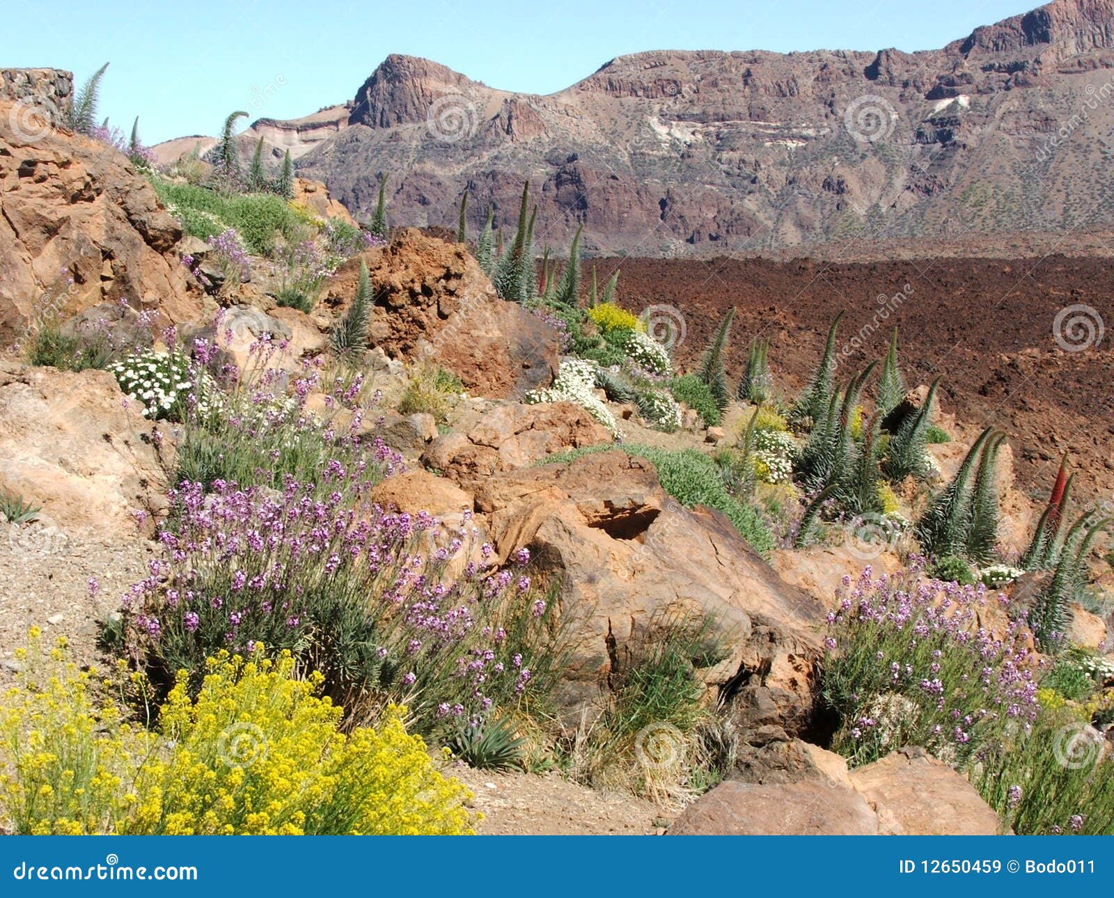 Vegetation on the volcano stock image. Image of lava - 12650459