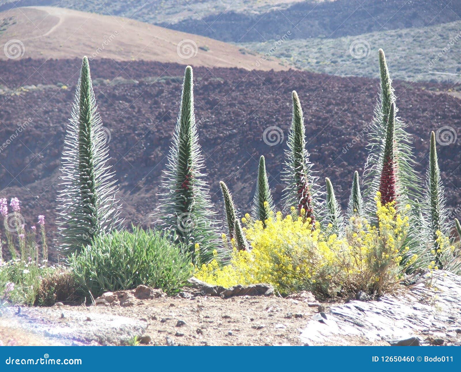 Vegetation on Volcano El Teide Stock Photo - Image of tenerife, cnary ...