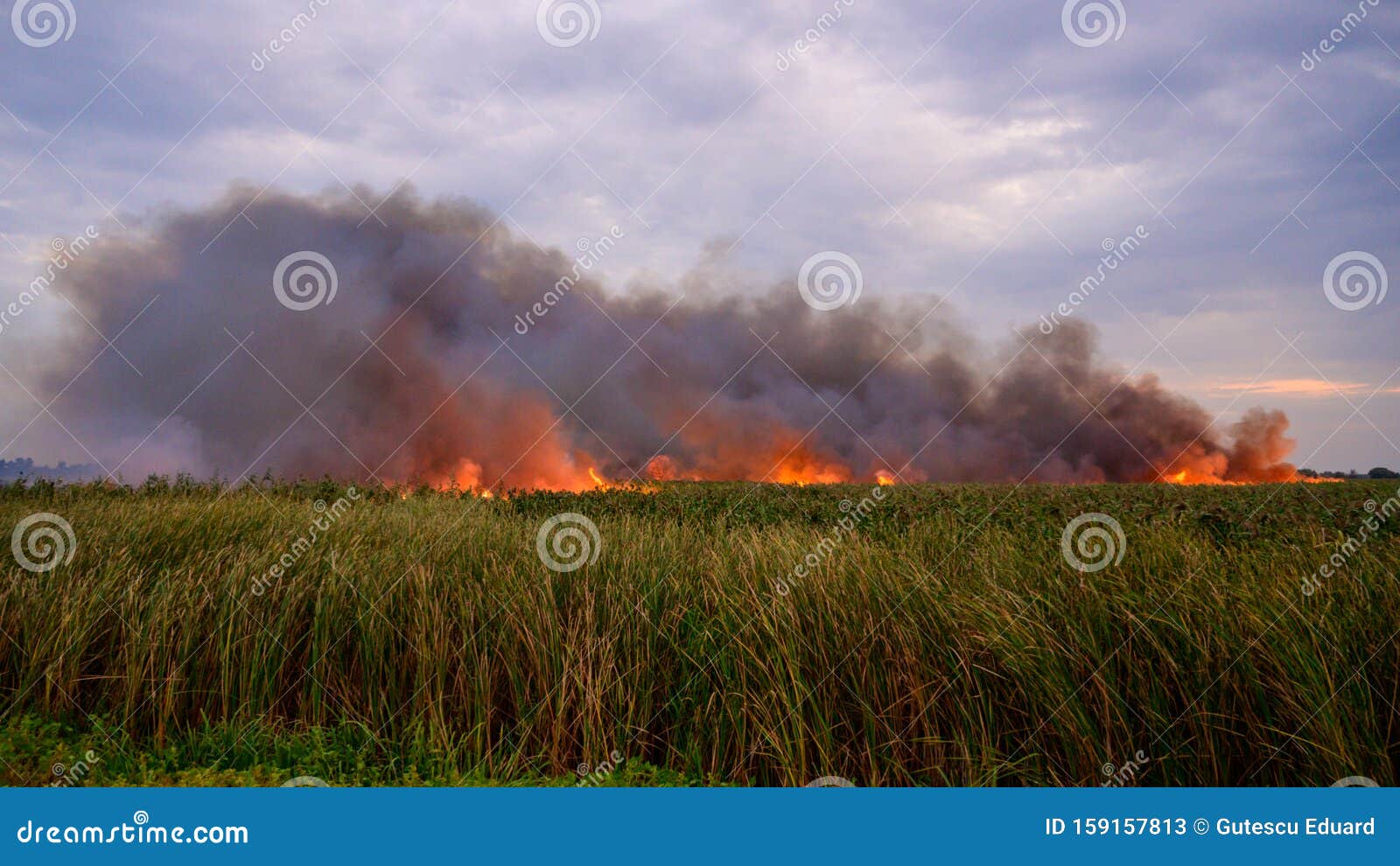 Vegetation Wild Fire Out of Control in Danube Delta Stock Image - Image ...