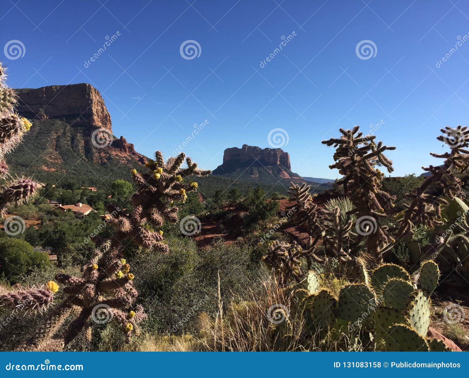 Vegetation, Wilderness, Ecosystem, Shrubland Picture. Image: 131083158