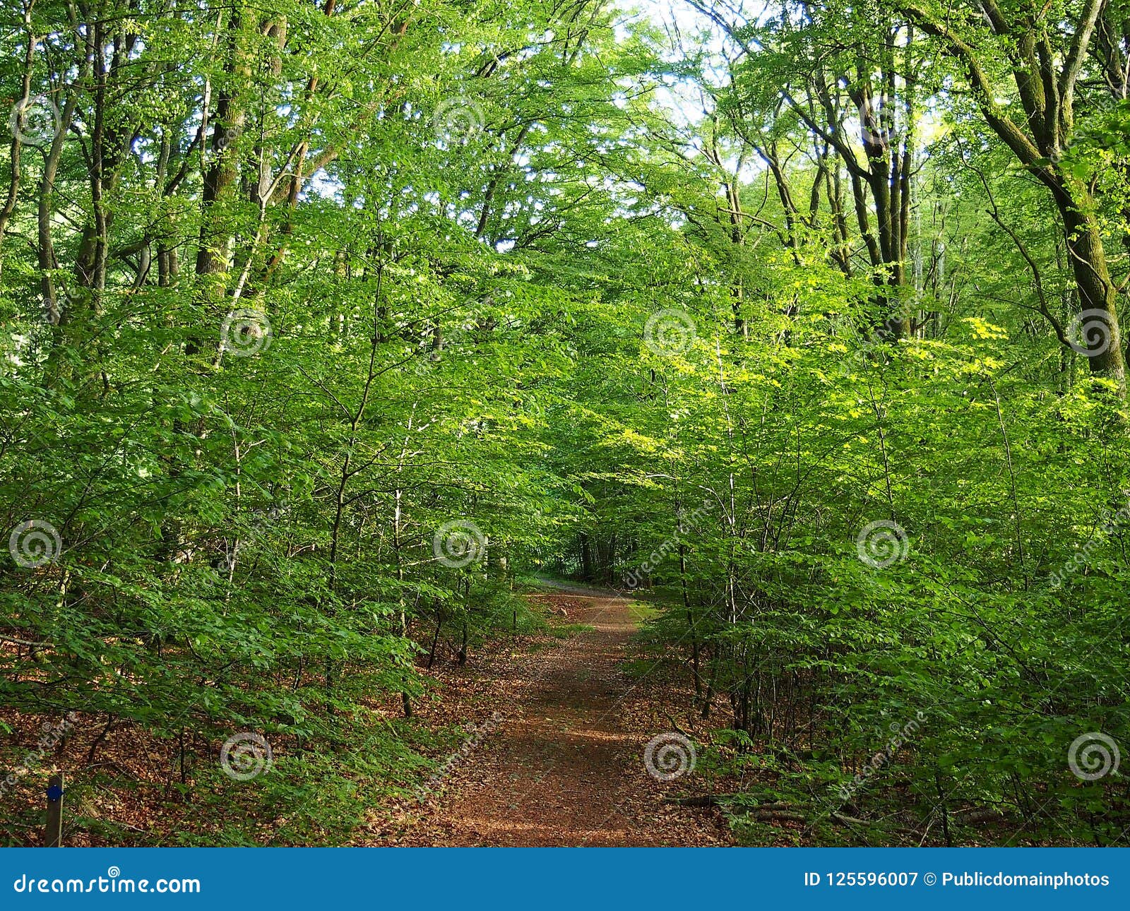 Vegetation, Woodland, Ecosystem, Nature Reserve Picture. Image: 125596007