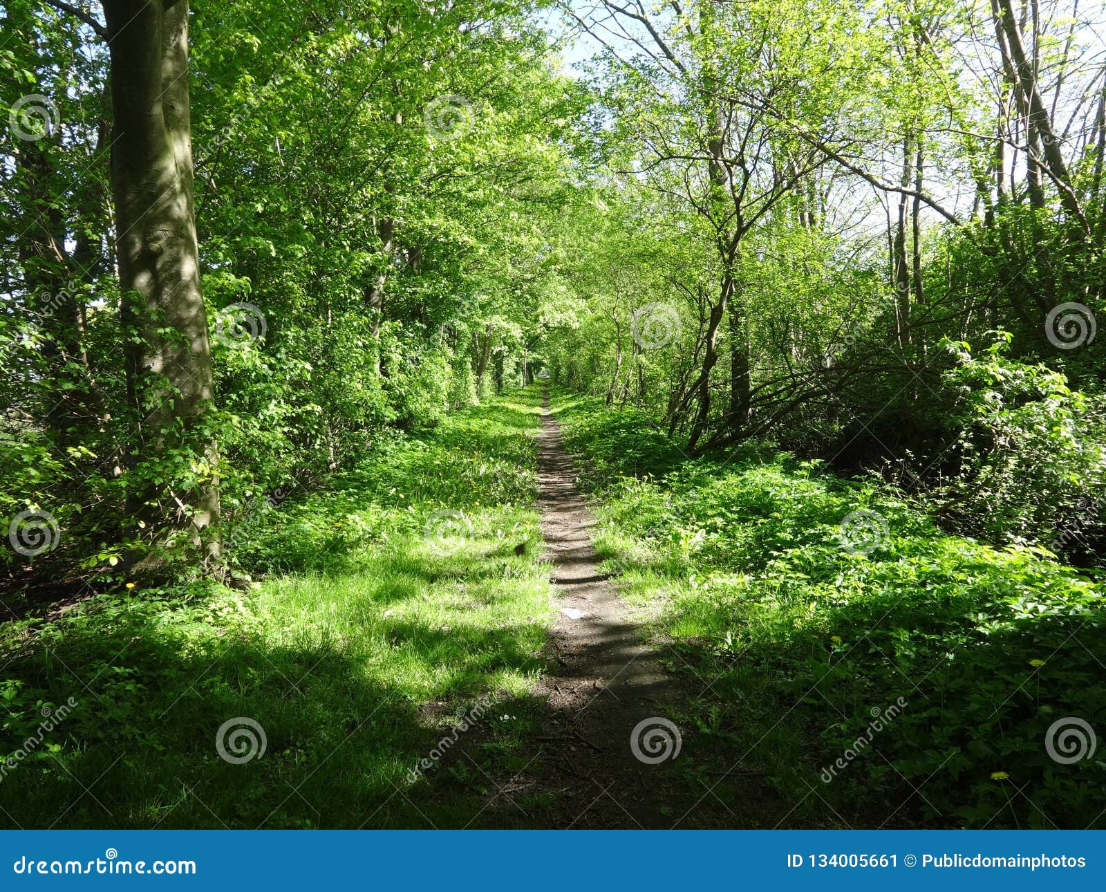 Vegetation, Woodland, Ecosystem, Path Picture. Image: 134005661