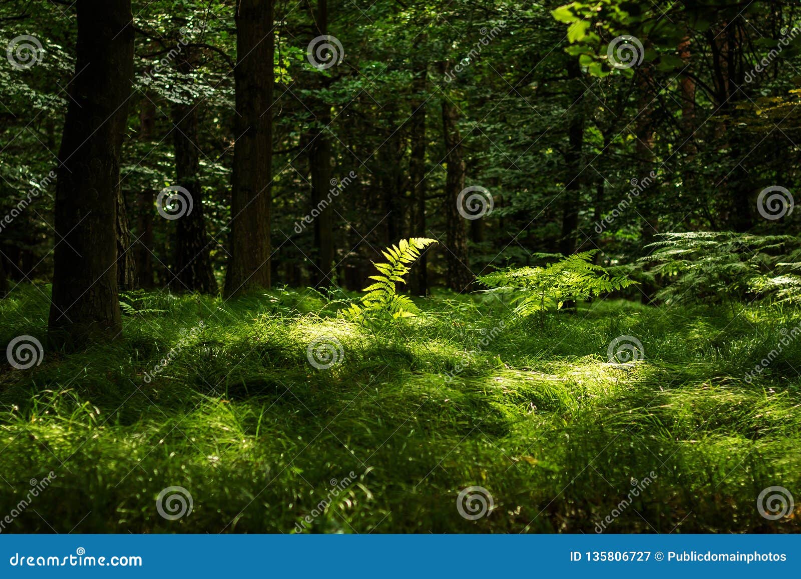 Vegetation, Woodland, Nature, Ecosystem Picture. Image: 135806727