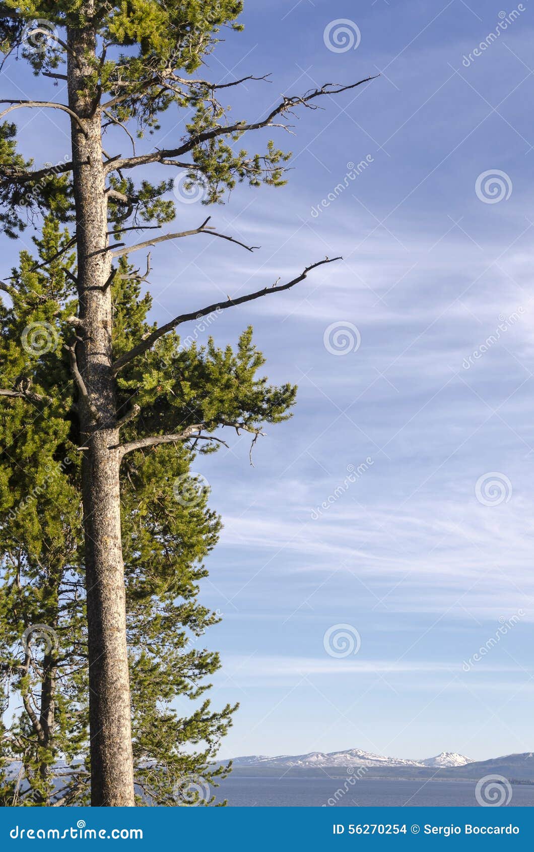 Vegetation in Yellowstone stock photo. Image of wyoming - 56270254