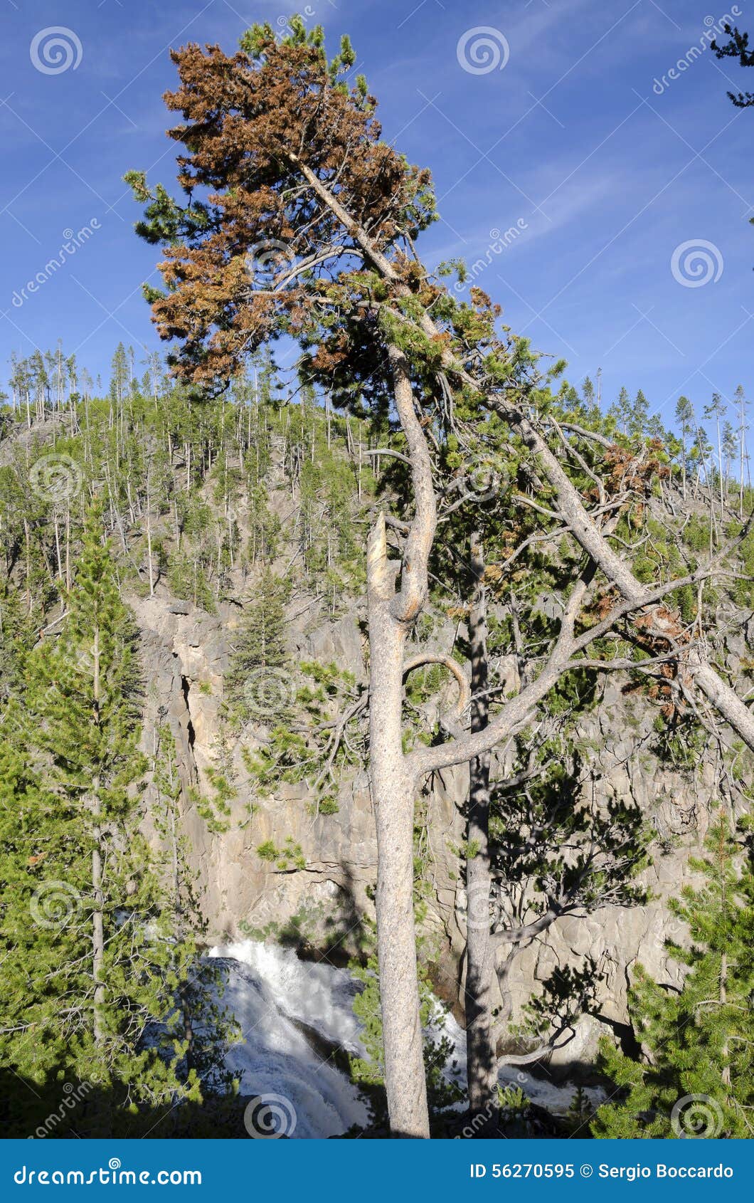 Vegetation in Yellowstone stock image. Image of waterfall - 56270595