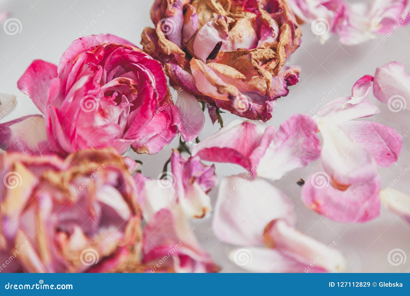 Buds of Withered Roses on White Background Stock Image - Image of petal ...