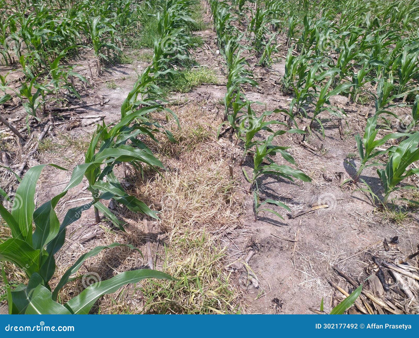 Vegetative Growth of Corn Maize in the Land Stock Photo - Image of ...