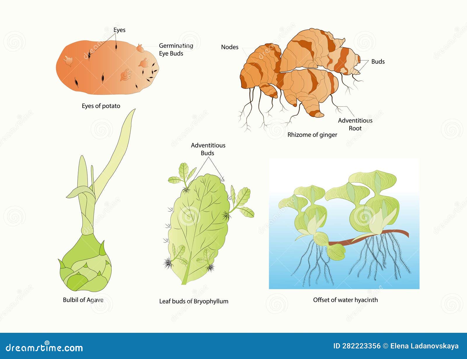 Vegetative Propagules Of Angiosperms Infographic Botanical Poster ...