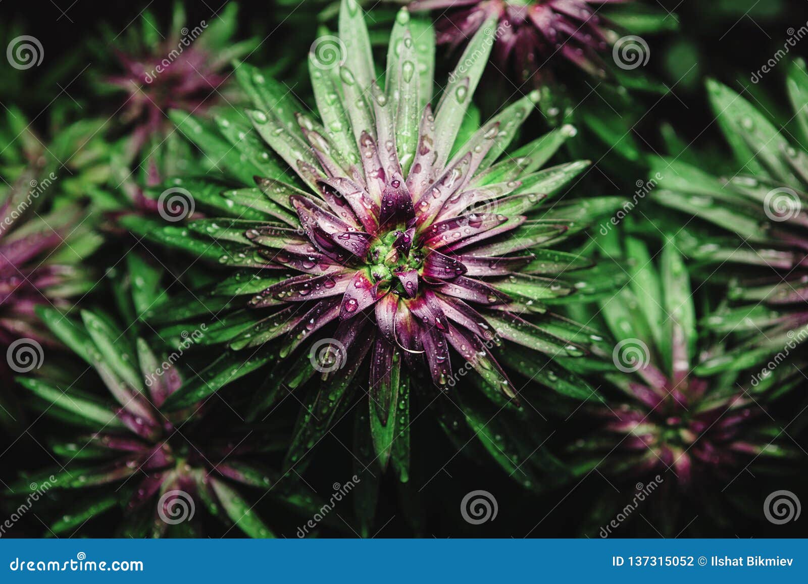 Vegetative Stage of Growth of the Lily, Top View. Stock Photo - Image ...