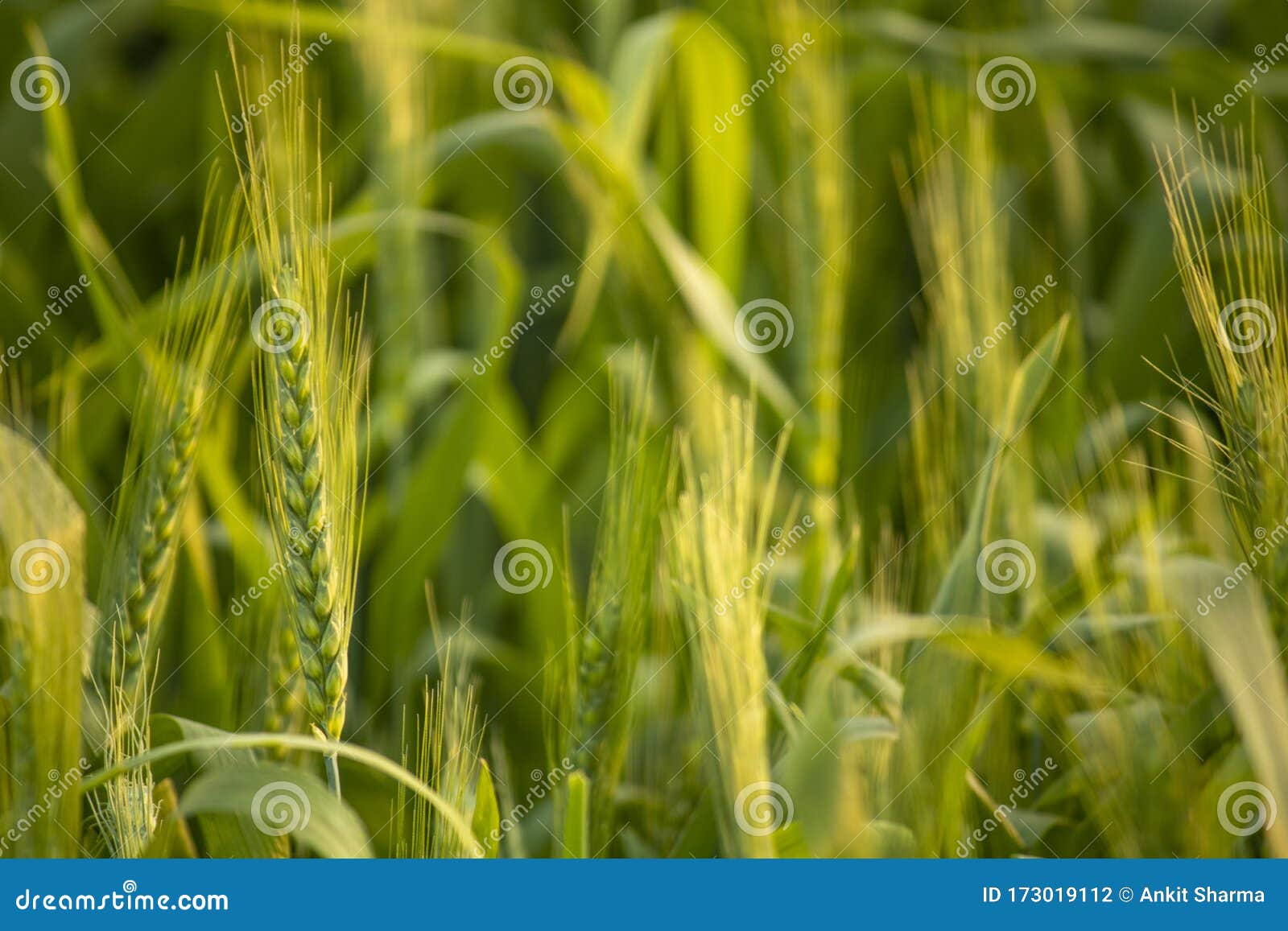 Vegetative Stage of a Healthy Wheat Field Progress with Barley Stock ...