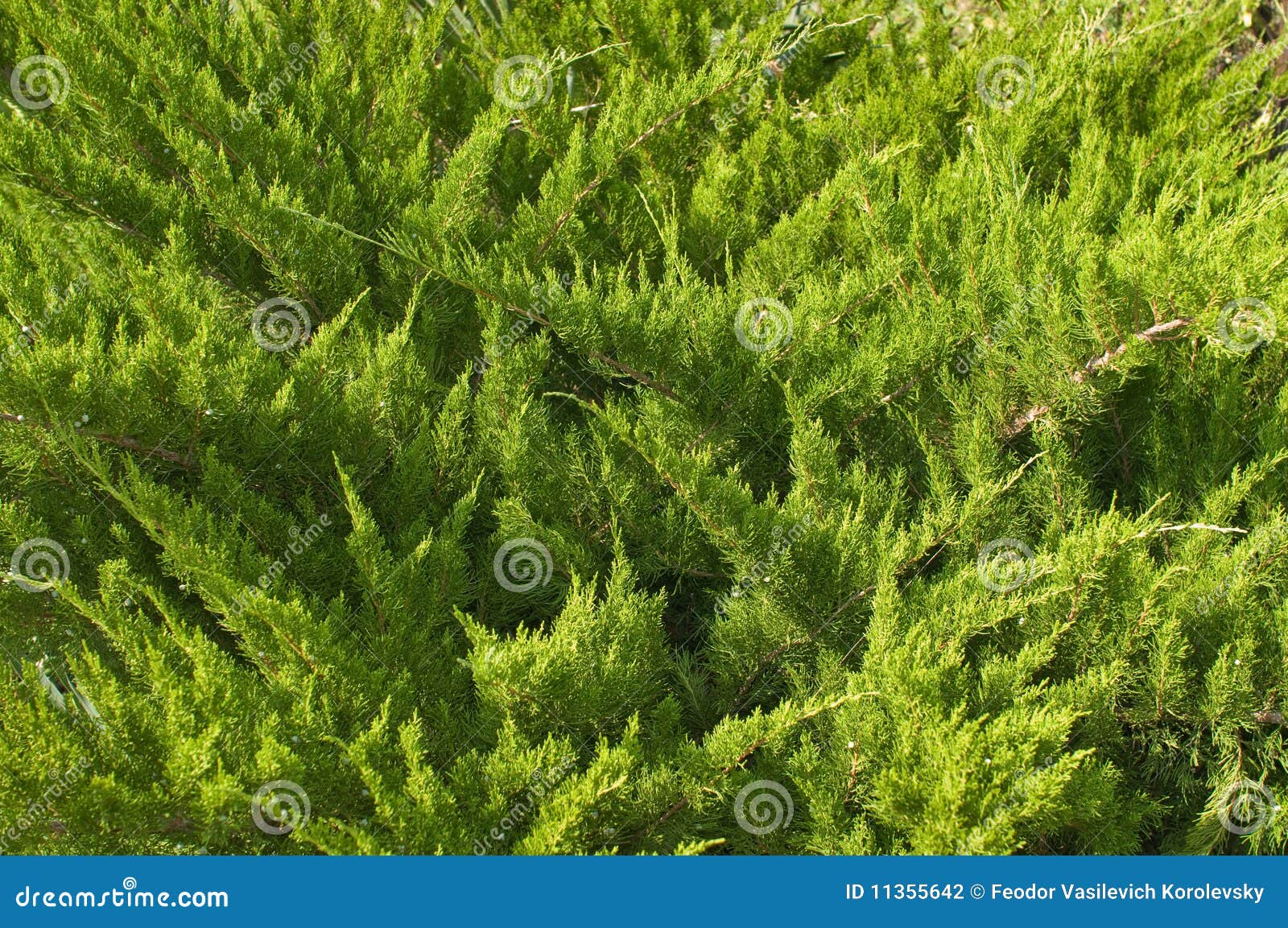 Vegetative Structure of Green Needles. Stock Photo - Image of green ...