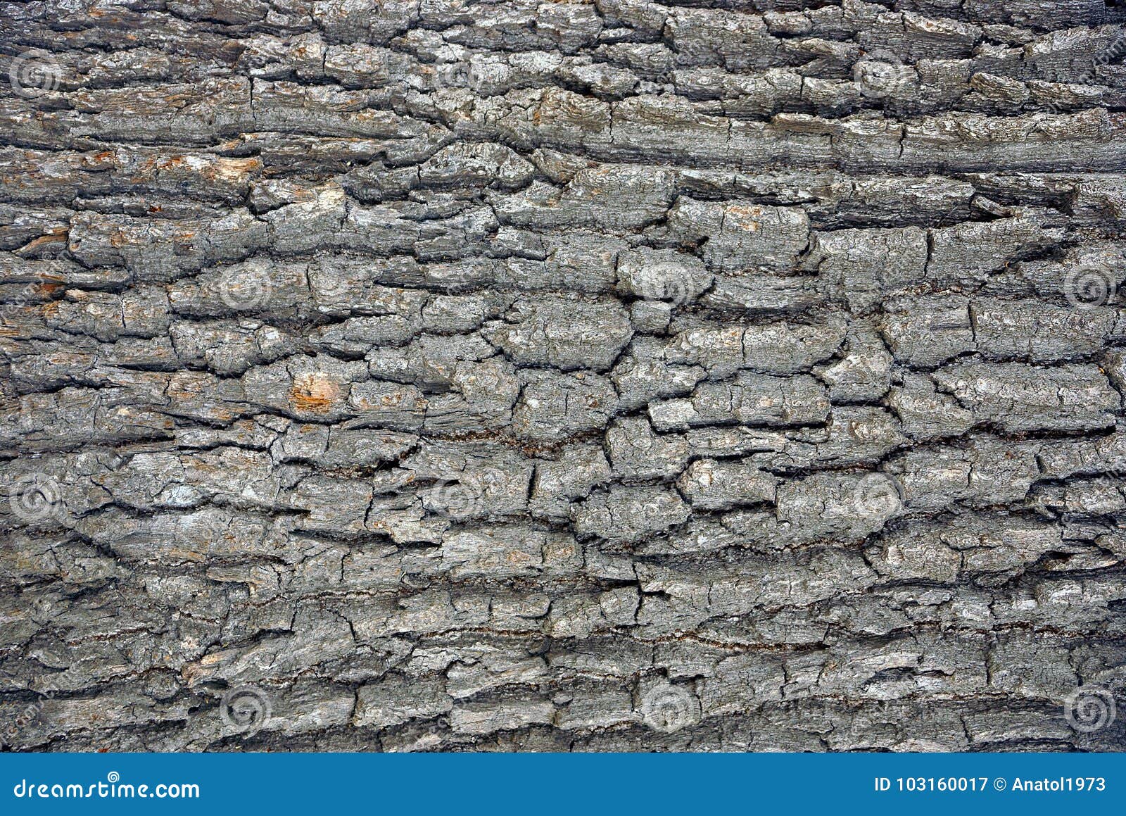 Dry Gray Bark on a Large Tree Stock Image - Image of dark, grey: 103160017