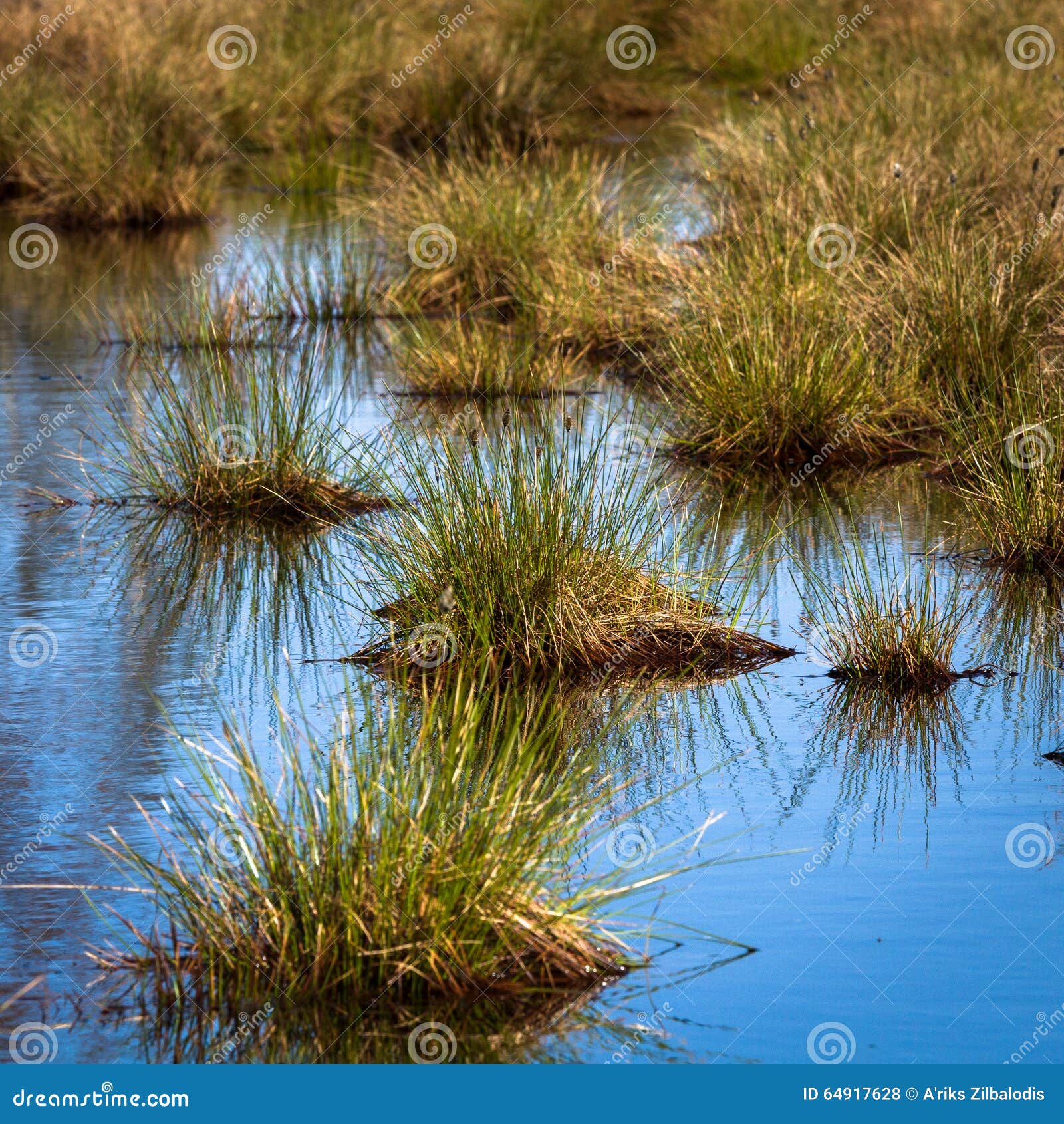 Vegetazione Della Palude Nella Primavera Fotografia Stock - Immagine di ...