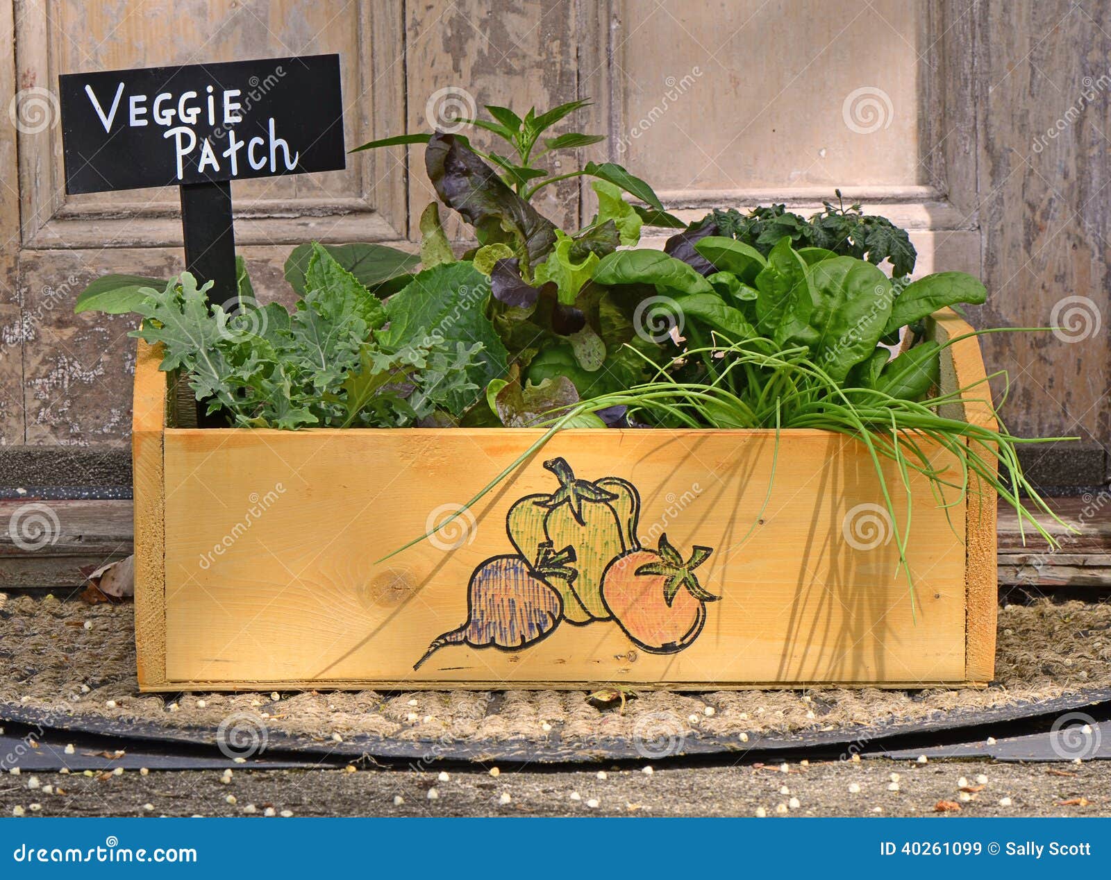 Veggie patch stock image. Image of cherry, green, wooden - 40261099