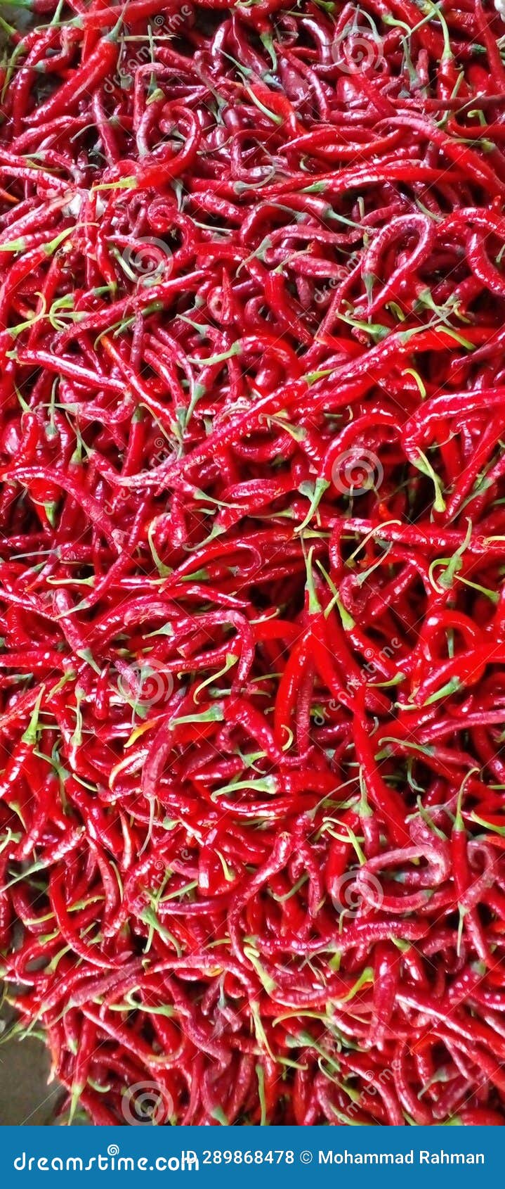 Vegitable Red Chilli East Java Indonesia Stock Photo - Image of east ...