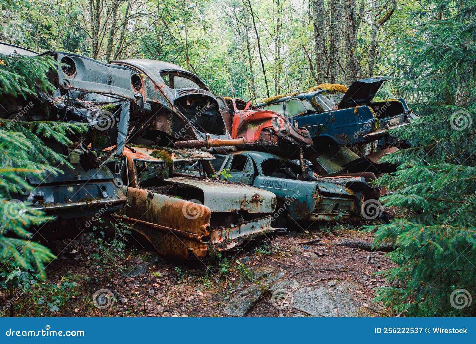 Vehicle Graveyard in the Forested Area Stock Image - Image of transport ...