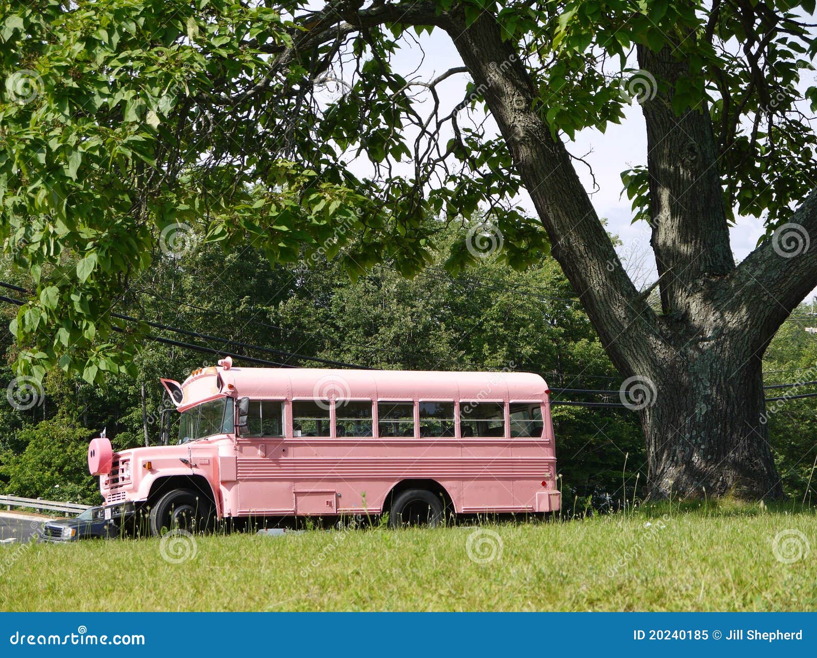 Vehicle: Modified Pink School Bus Side Stock Image - Image of ears ...