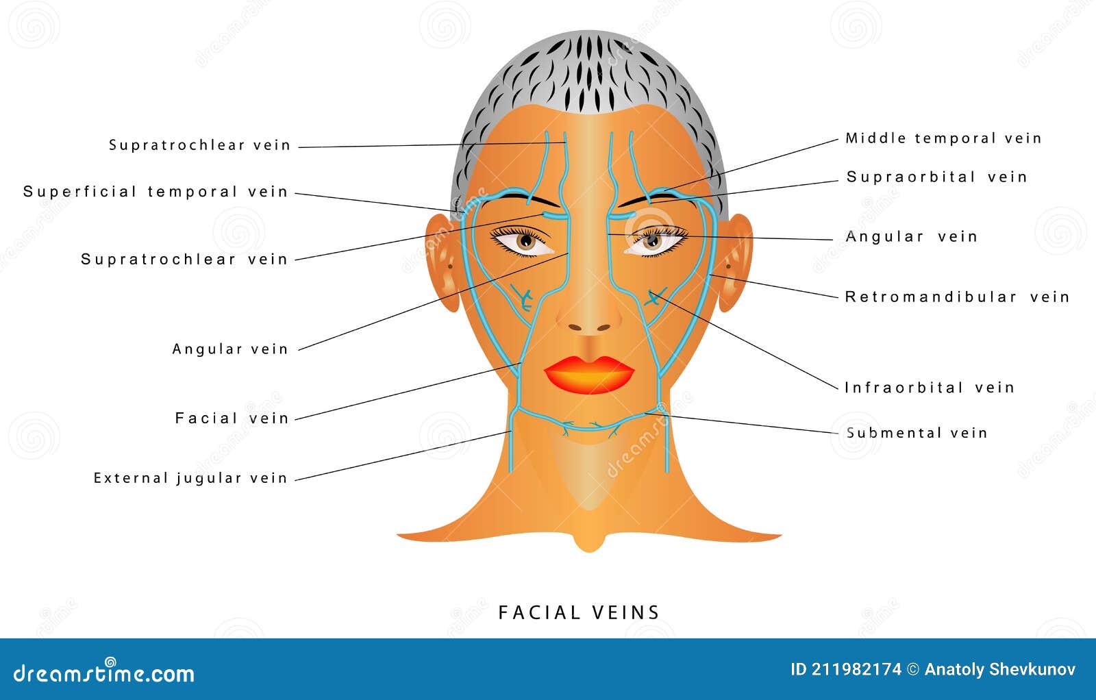 Veias faciais. ilustração do vetor. Ilustração de branco - 211982174