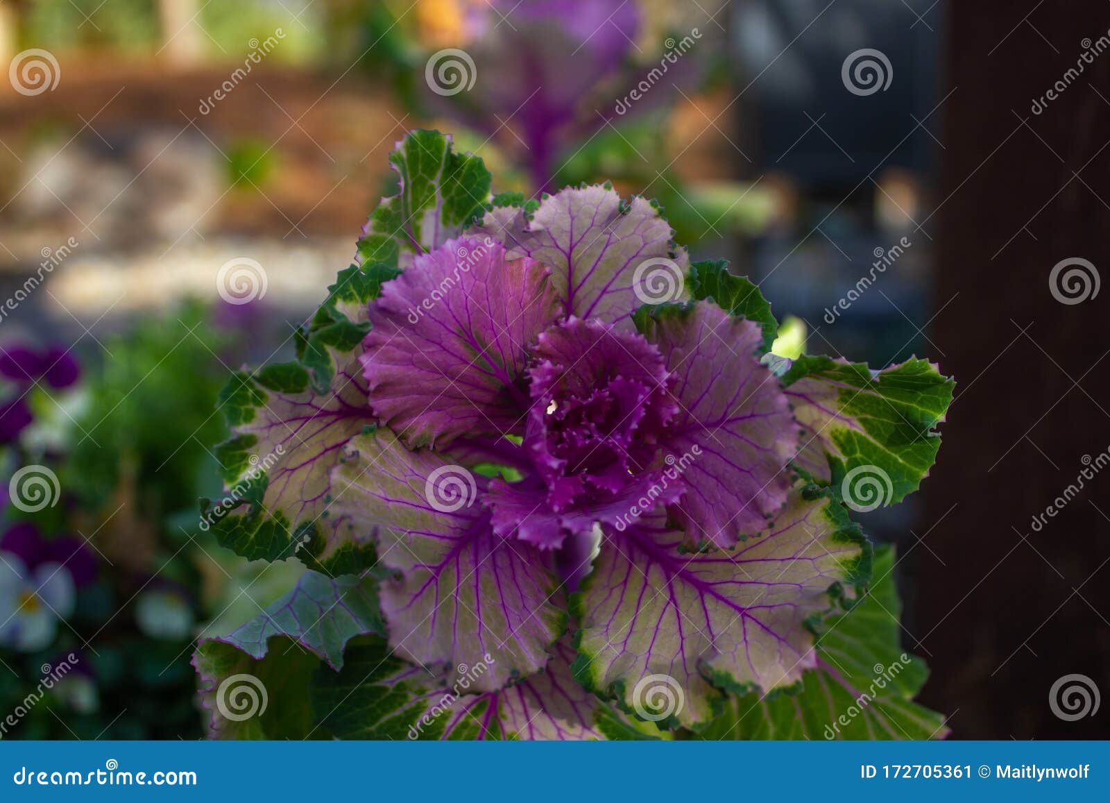 Veias roxas e verdes imagem de stock. Imagem de planta - 172705361