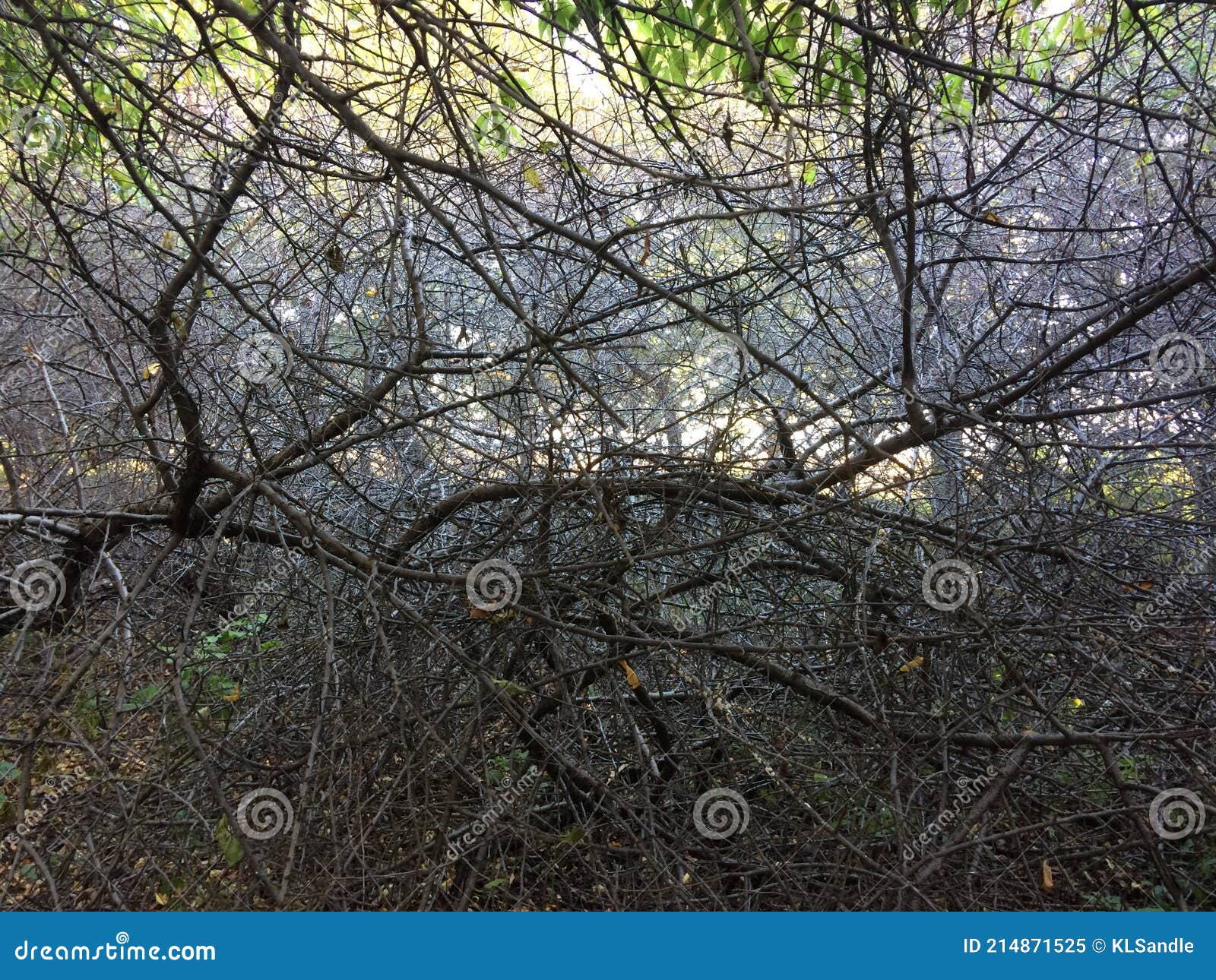 Thick Underbrush in a Forest on a Sunny Day Stock Image - Image of ...