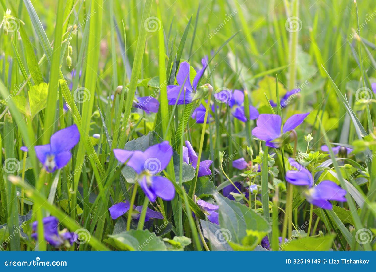 Veilchen stockbild. Bild von bett, botanik, sonderkommandos - 32519149