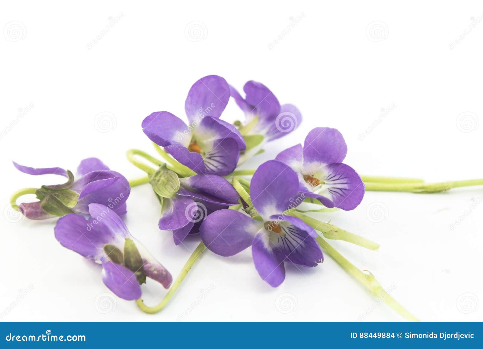 Veilchen, Viola Odorata stockfoto. Bild von veilchen - 88449884
