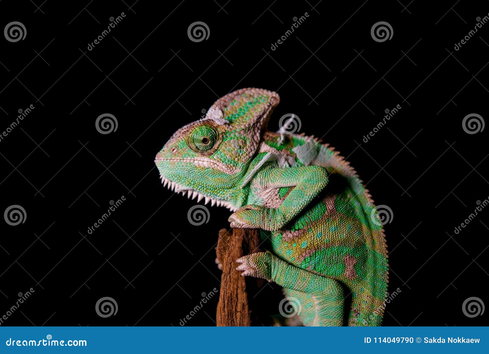 Veiled Chameleon on Black Background Stock Photo - Image of female ...
