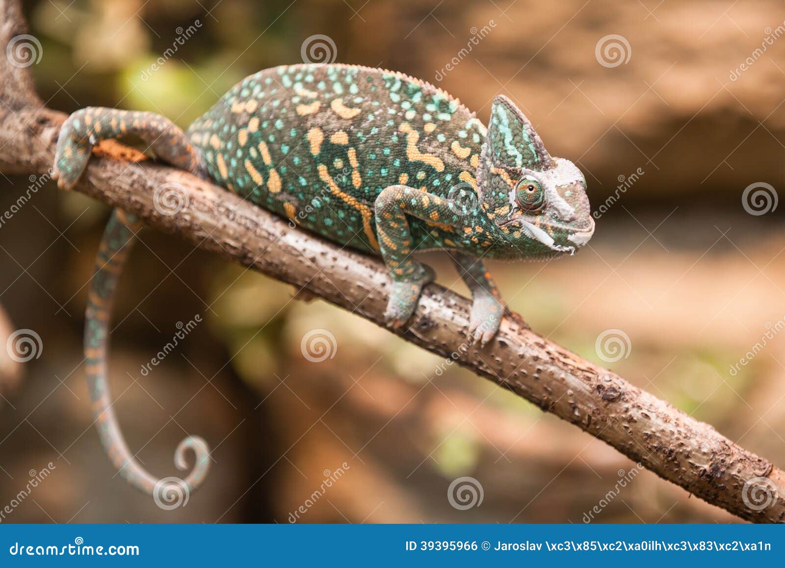 A veiled chameleon lizard stock photo. Image of veiled - 39395966