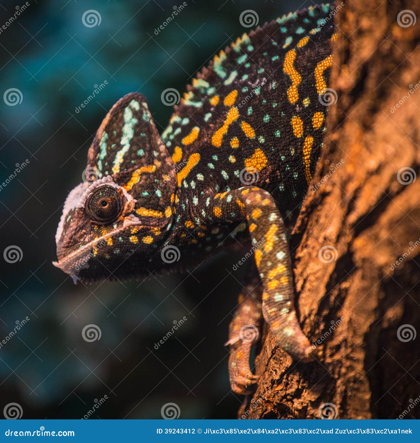 A veiled chameleon lizard stock photo. Image of chameleon - 39243412